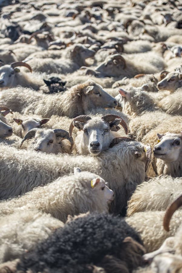 Traditional Sheep Gathering in Iceland Stock Photo - Image of flock ...