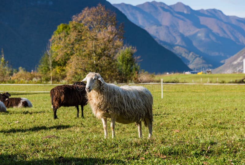 Traditional Sheep Pasture in Mountains Stock Photo - Image of field ...
