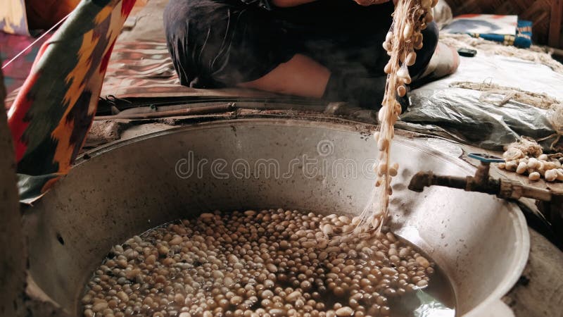 Traditional Silk Production. Processing Boiling Silkworm Cocoons in Hot ...