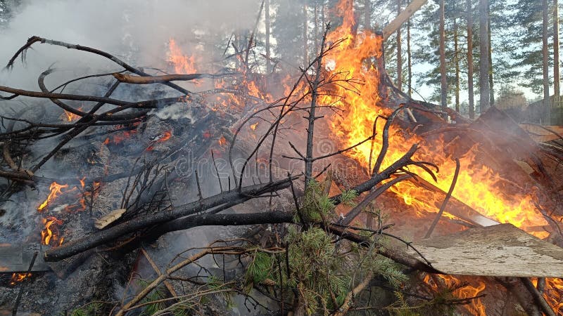 Traditional Swedish Valborg Fire, North of Sweden Stock Image - Image ...