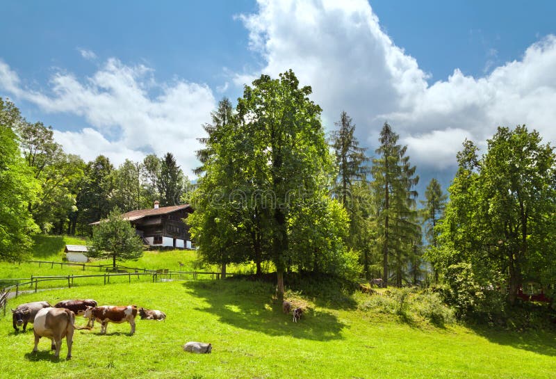 Traditional Swiss Farm House Stock Photo - Image of alps, farm: 28597706