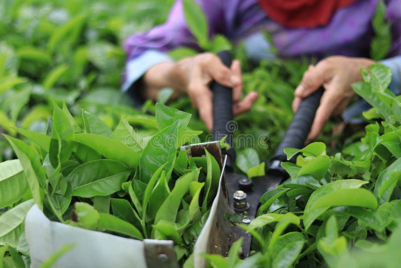 Traditional tea leaf cuts stock photo. Image of leaf - 262328008