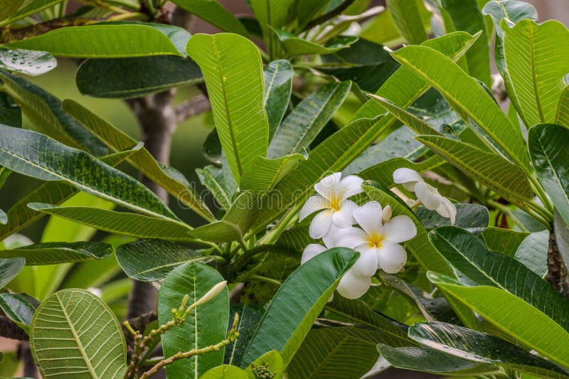 Traditional Thai Tree with White Flowers Stock Image - Image of exotic ...
