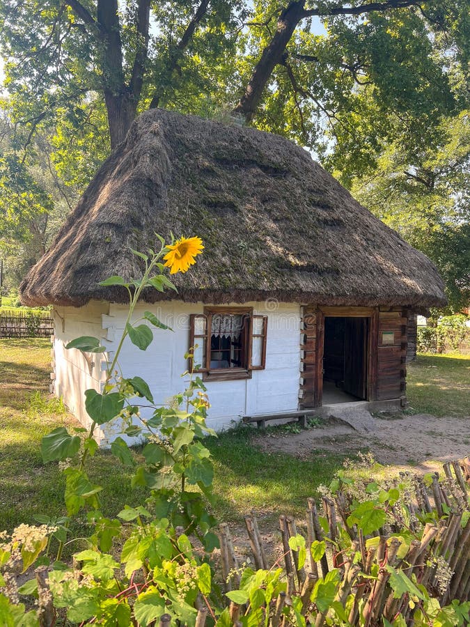 Traditional Thatched Cottage with a Sunflower in a Rural Setting Stock ... Traditional Thatched Cottage with a Sunflower in a Rural Setting Stock ...