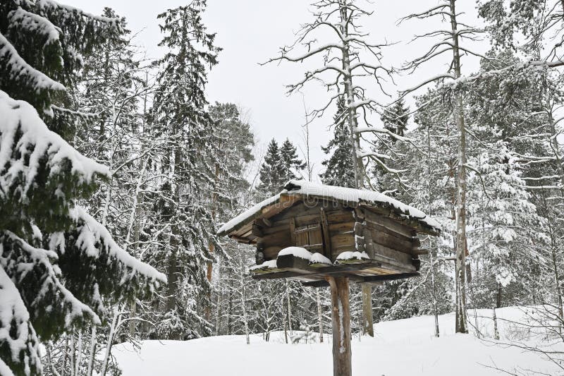 Traditional Timber Food Cache on Top of a Tree Trunk in the Forest ...
