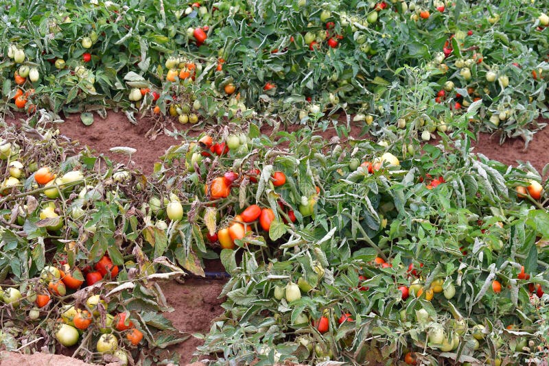 Traditional Tomato Cultivation, Savudria Bay Stock Photo - Image of ...