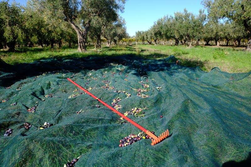 Olive Harvest with Rake and Nets Stock Image - Image of growing, hand ...