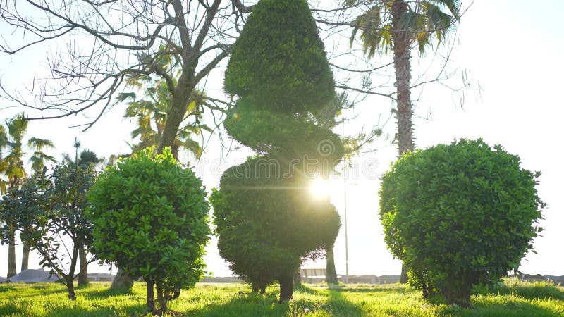 Traditional Topiary in the Park at Sunset Stock Footage - Video of ...