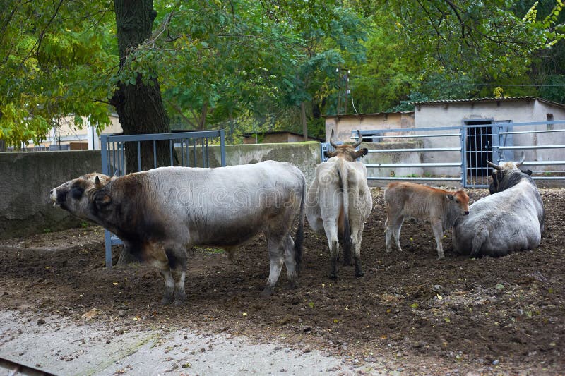 Traditional Ukrainian Cattle in the Zoo Stock Photo - Image of park ...