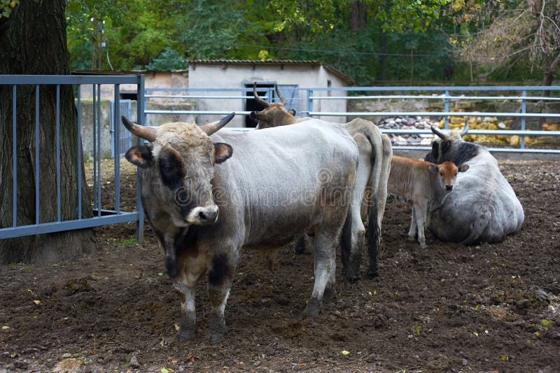 Traditional Ukrainian Cattle in the Zoo Stock Photo - Image of park ...