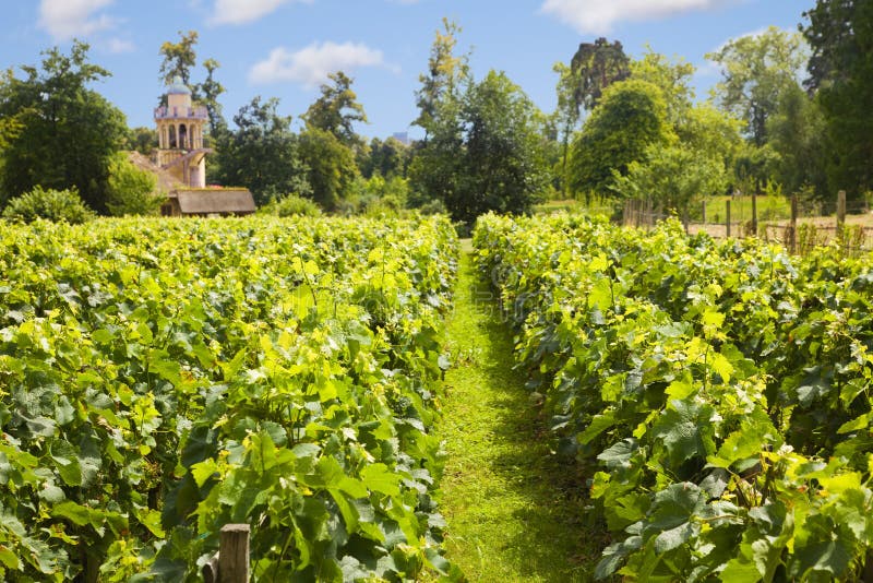 Vineyard in Versailles Gardens, Paris, France Stock Image - Image of ...