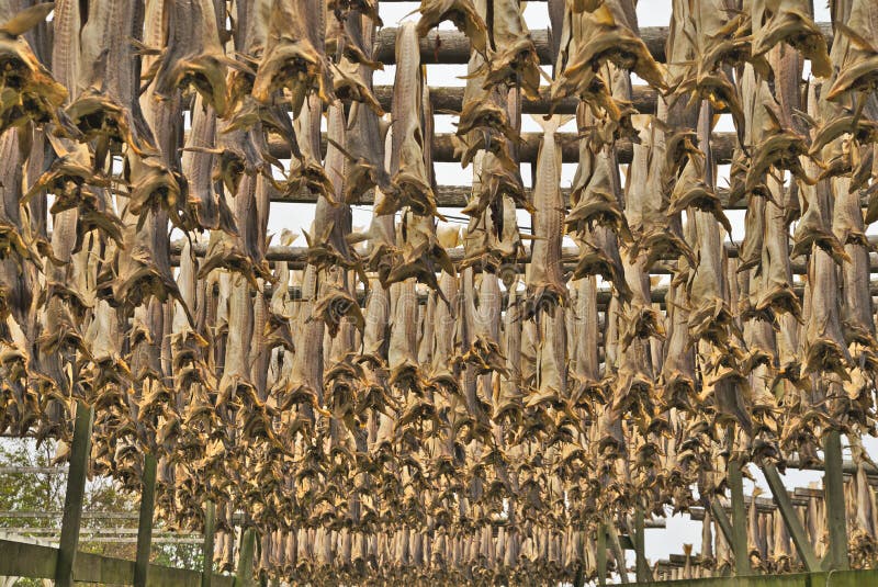 Outdoor Drying of Cod Fish in Norway Stock Photo - Image of rack ...