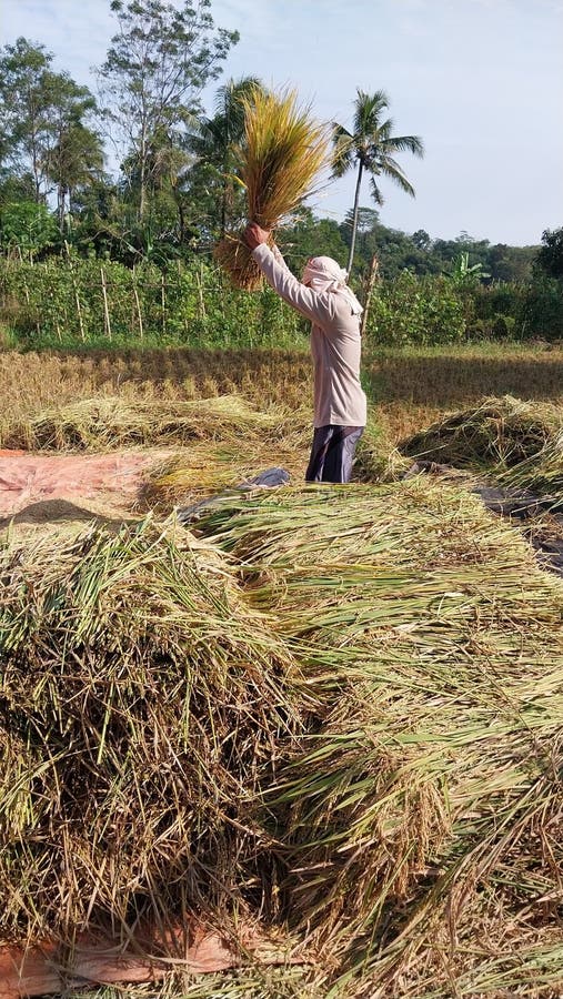 Traditional Way of Separating Rice from Its Stalk, Traditional Rice ...