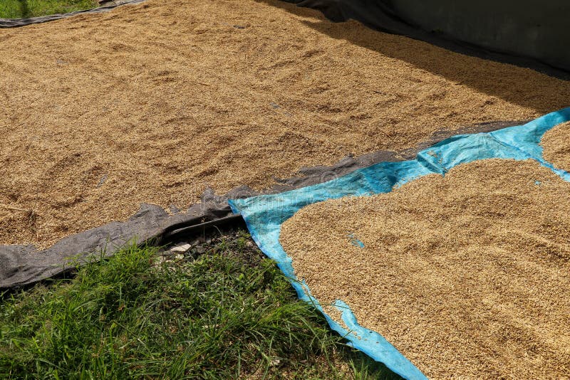Traditional Way To Drying Rice by the Sun Stock Image - Image of earth ...
