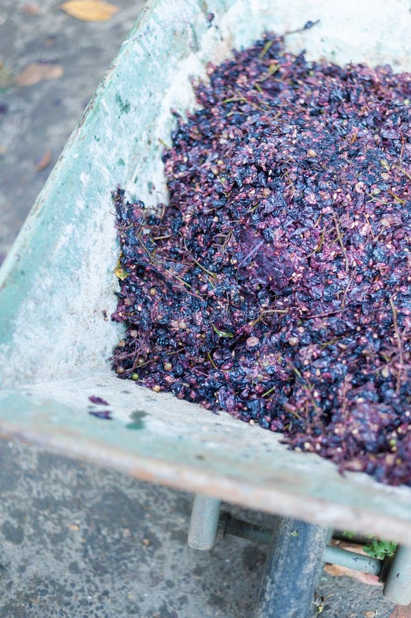 Traditional wine making stock photo. Image of bunch, grape - 47317744