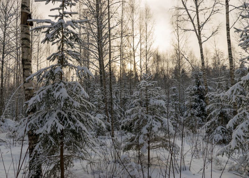 Traditional Winter Landscape with Snowy Trees Stock Image - Image of ...
