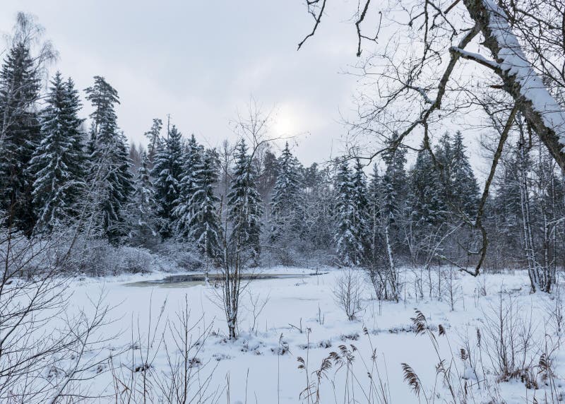 Traditional Winter Landscape with Snowy Trees Stock Image - Image of ...