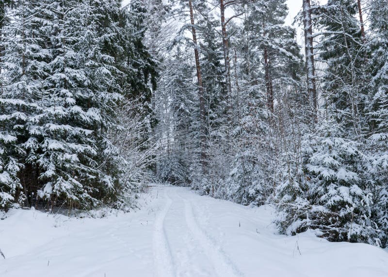 Traditional Winter Landscape with Snowy Trees Stock Image - Image of ...