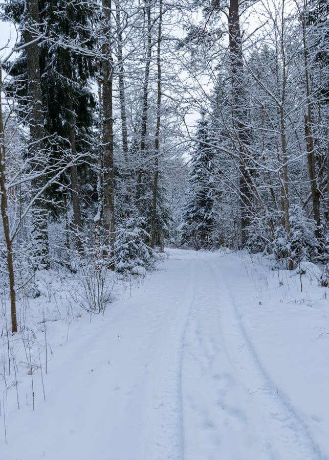Traditional Winter Landscape with Snowy Trees Stock Image - Image of ...