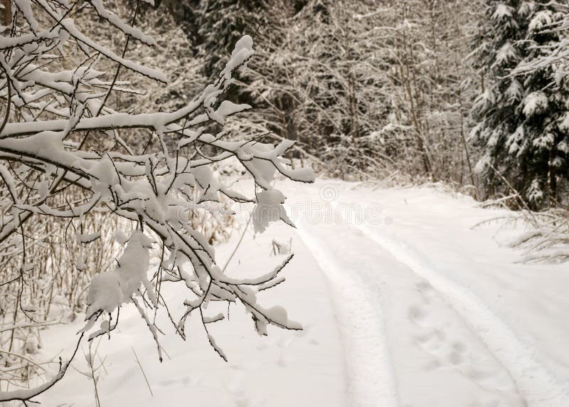 Traditional Winter Landscape with Snowy Trees Stock Image - Image of ...