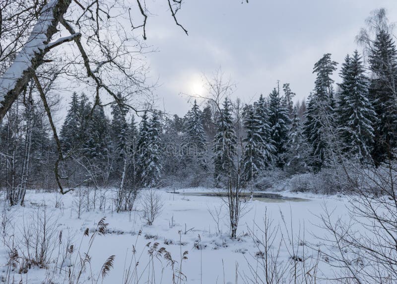 Traditional Winter Landscape with Snowy Trees Stock Image - Image of ...