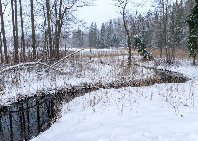 Traditional Winter Landscape with Snowy Trees Stock Image - Image of ...