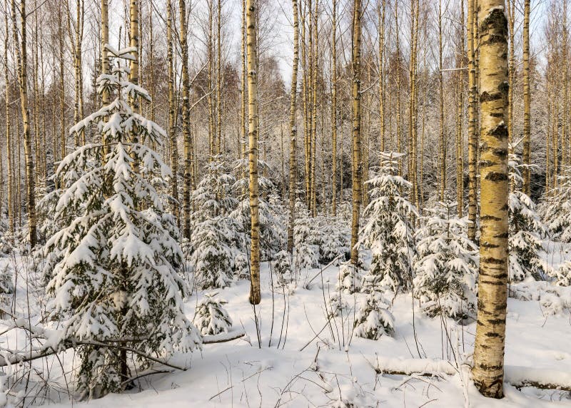 Traditional Winter Landscape with Snowy Trees Stock Image - Image of ...