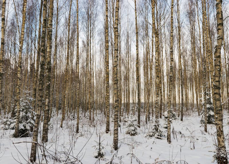 Traditional Winter Landscape with Snowy Trees Stock Image - Image of ...