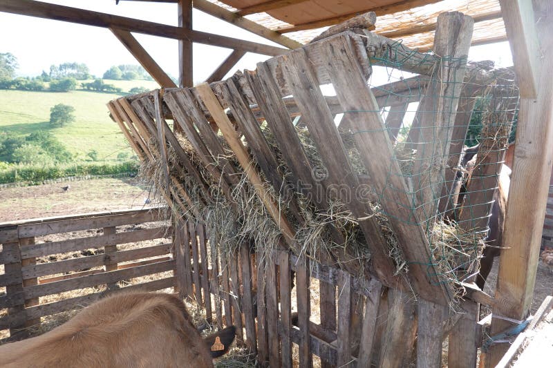 Traditional Wooden Trough Made of Wood for Cows and Horses with Grass ...