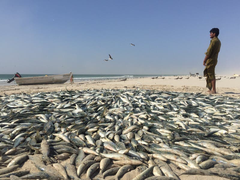Traditionelles Fischen in Oman Redaktionelles Foto - Bild von sonnig ...