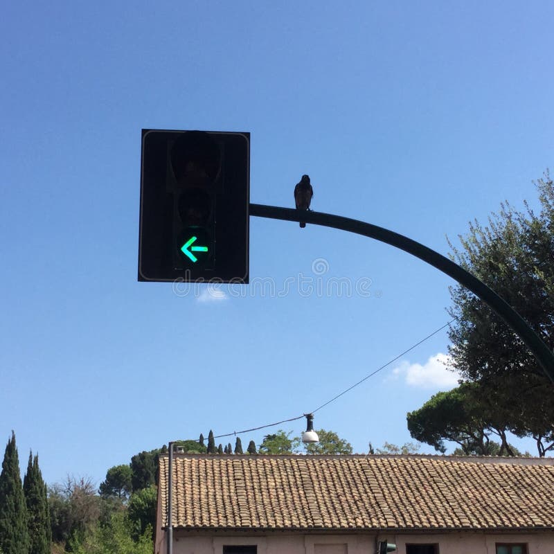 Traffic light stock photo. Image of light, bird, looking - 86464532