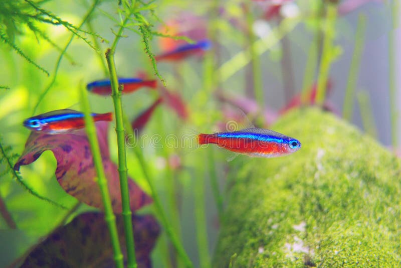 Traffic Light Fish Swim in Aquatic Plants Stock Photo - Image of swim ...