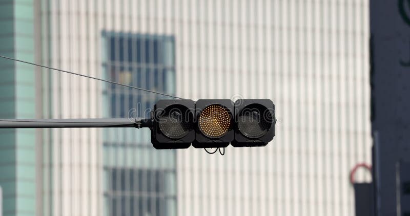 The Green and Yellow Ears of Rice Grains before Harvest Rice Fields in ...
