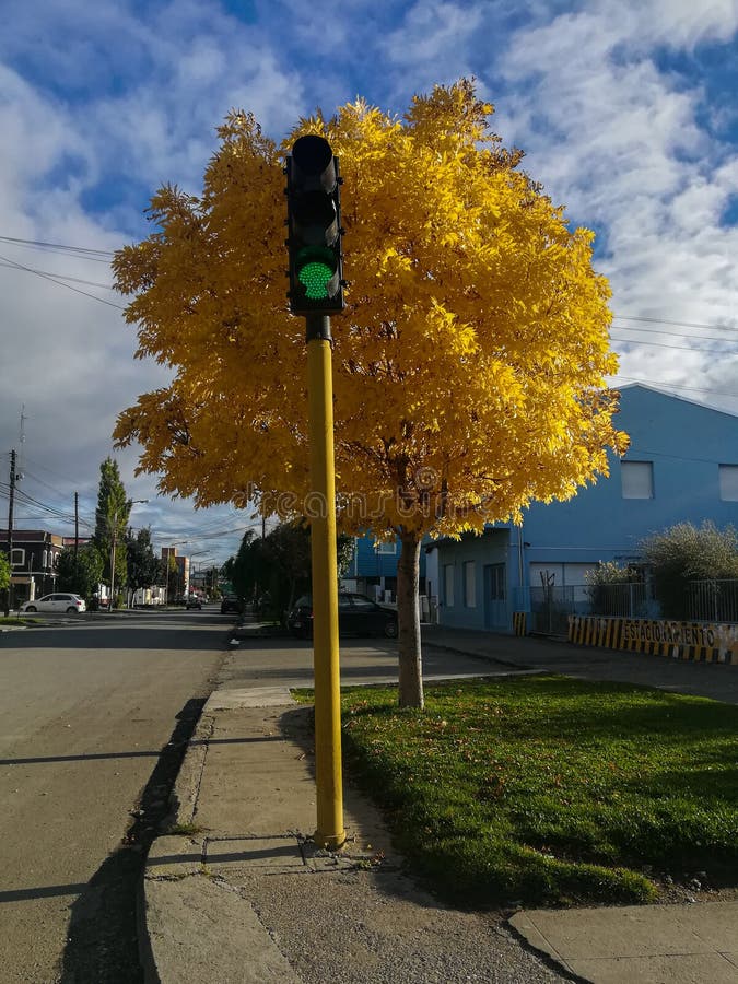 A Traffic Light with a Tree Behind and a Street Stock Photo - Image of ...