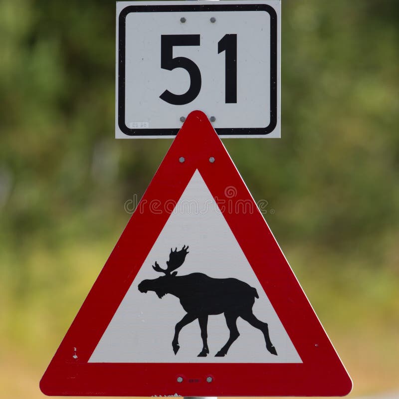 Traffic sign with elk stock photo. Image of animal, triangle - 80663844