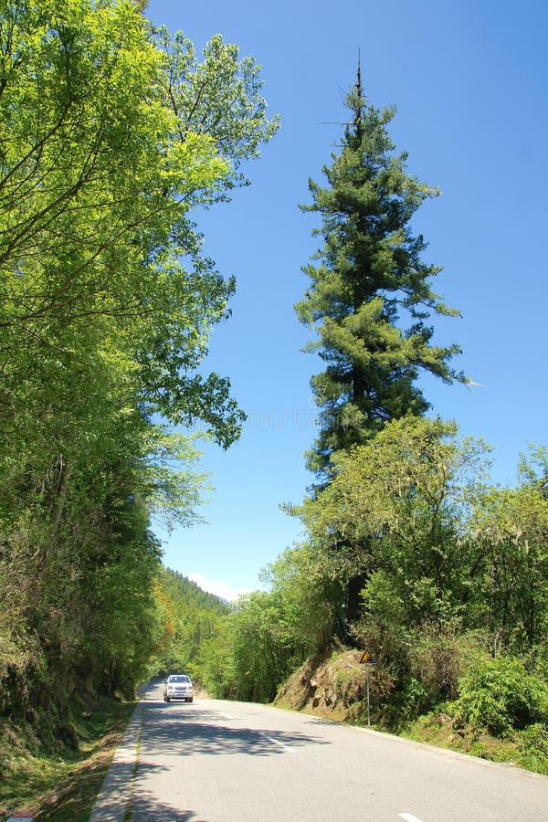 Trafficway and tree stock image. Image of trees, road - 35378359