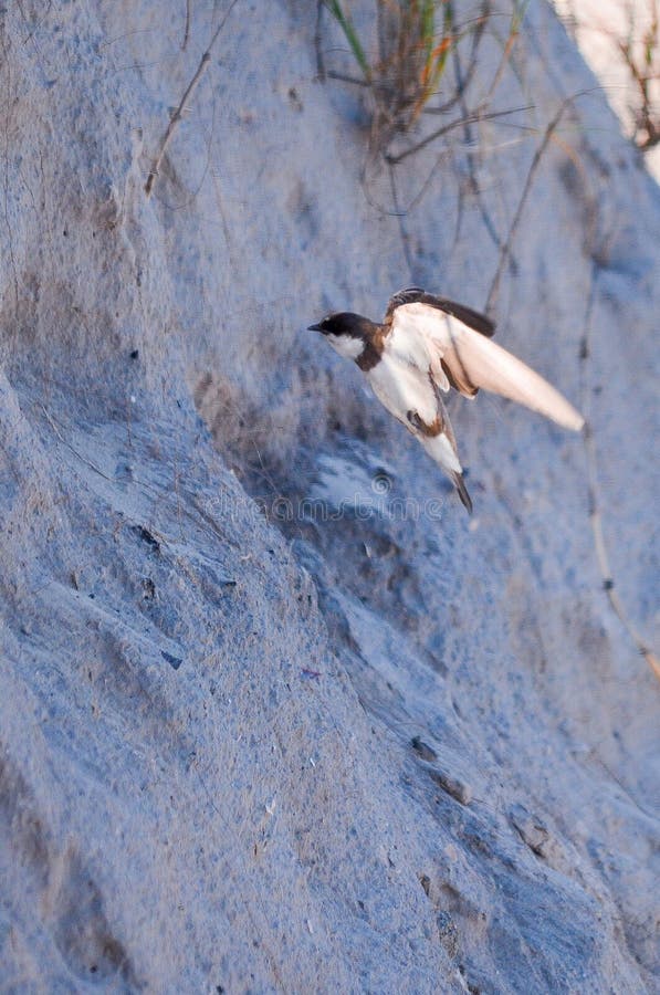 Tragar Volando En Su Nido Sobre El Acantilado Foto de archivo - Imagen ...