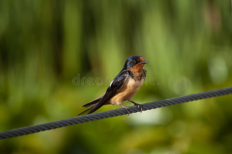 Trago De Granero (rustica Del Hirundo) En Un Cable De Acero Foto de ...