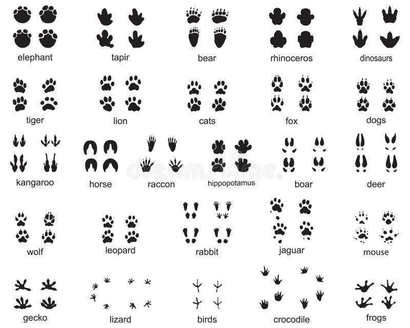 Set of Wild Animal Footprints Stock Illustration - Illustration of ...