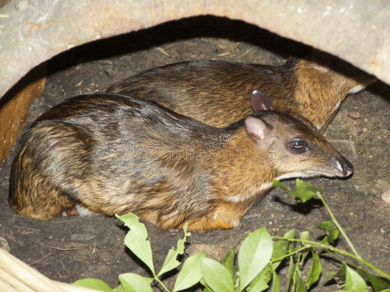 286 Tragulus Williamsoni Stock Photos - Free & Royalty-Free Stock ...