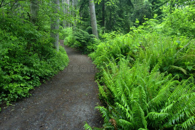Trail 24 stock photo. Image of green, outdoors, color, america - 814736