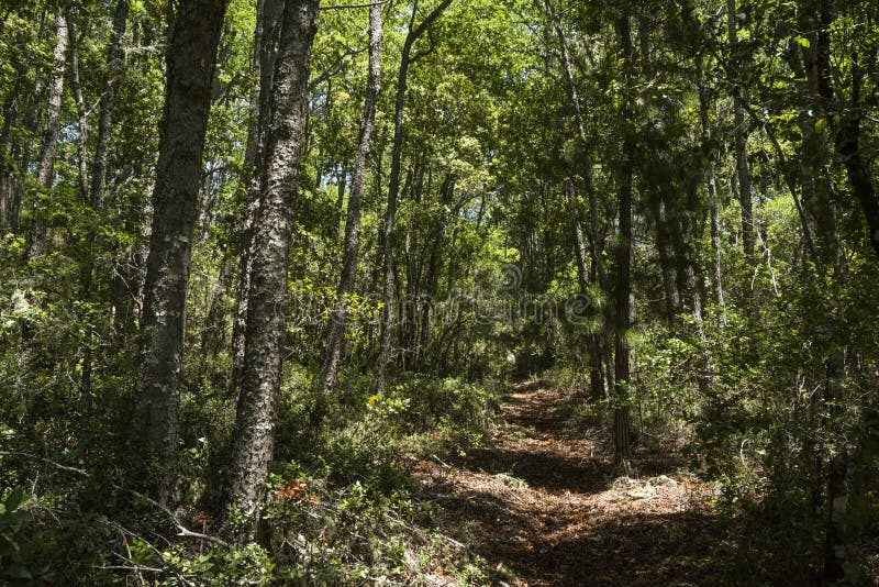 Path through Ancient Trees. Stock Photo - Image of autochthonous ...