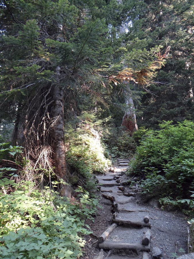 Trail Along a Forested Ridge Stock Photo - Image of pass, growth: 163350316