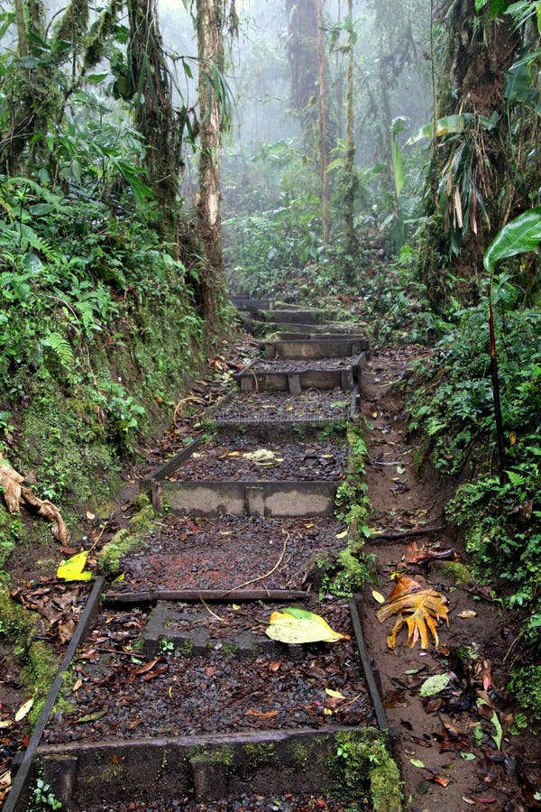 Walking Along the Path in the Rain Forest. Stock Photo - Image of ...