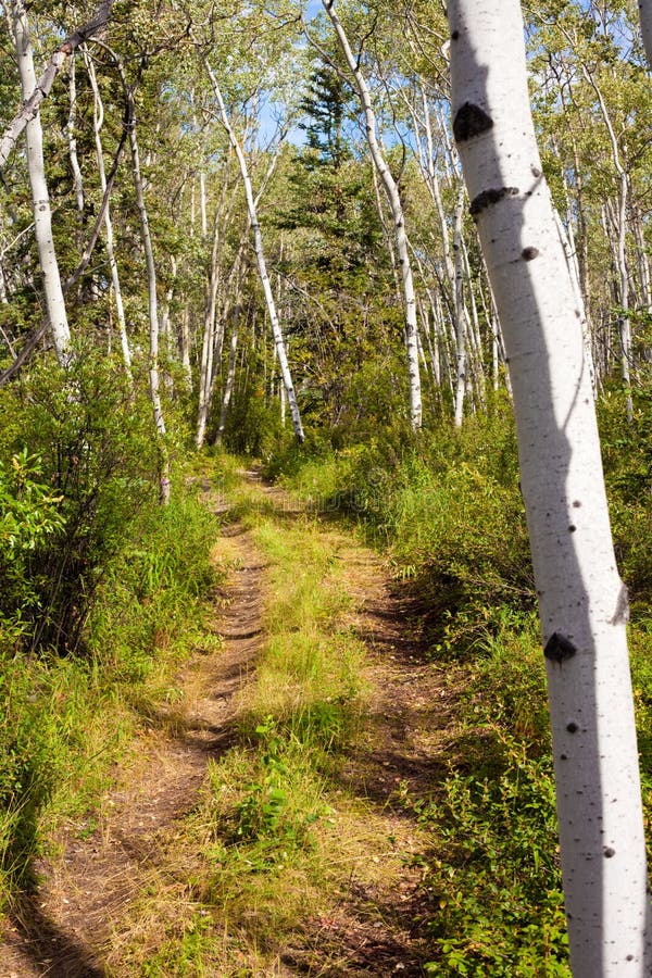 Beautiful Mountain Hiking Trail through Aspen Trees of Vail Colorado ...