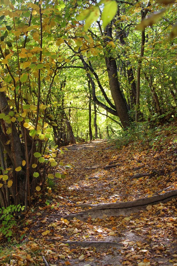 Pathway in autumn forest stock image. Image of forest - 141843607