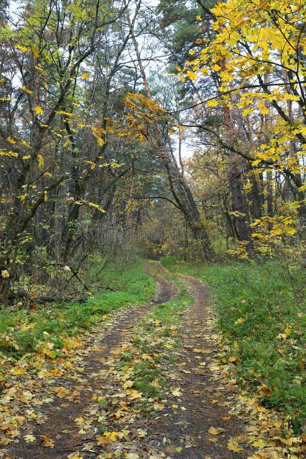 Trail in autumn forest stock image. Image of environment - 260392167