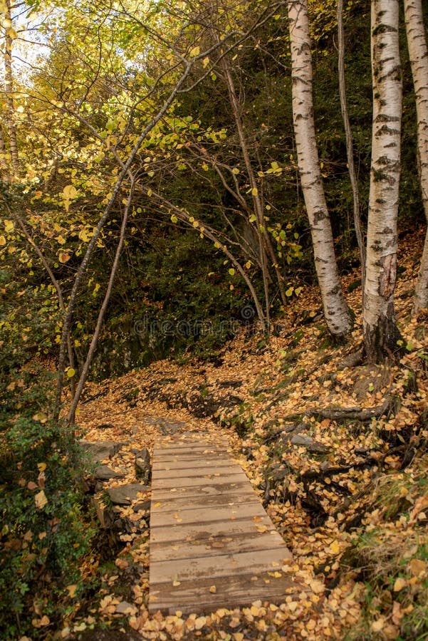 Trail in Autumn Landscapes in the Forest Stock Photo - Image of ...