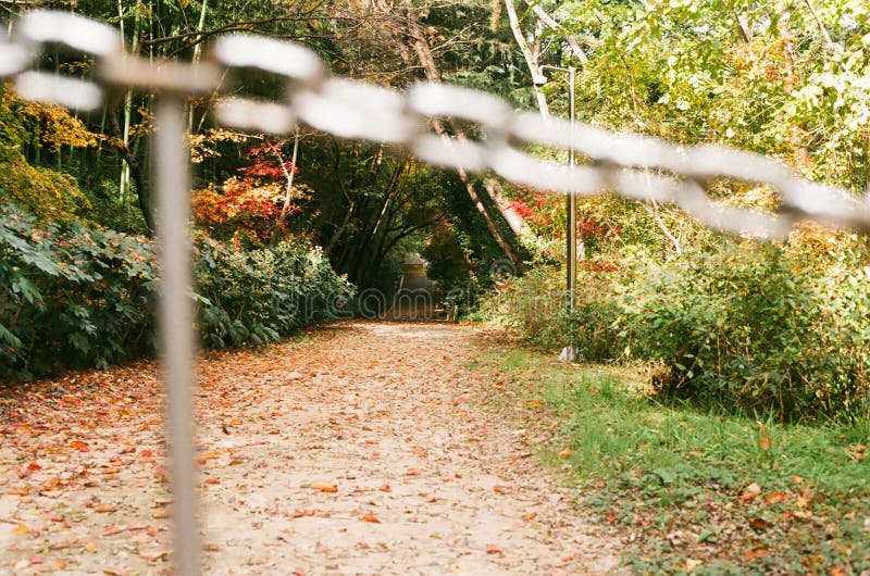 Trail in Autumn with Leaves Fallen on the Ground Stock Image - Image of ...
