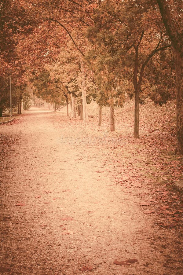 Trail in autumn stock image. Image of beautiful, hiking - 106640983